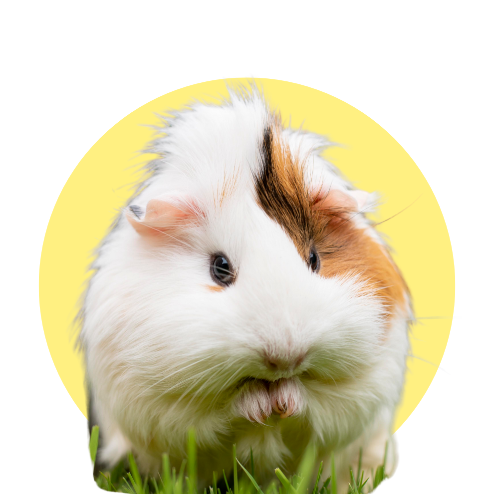 Cobayas – Mascotascol Conejoscol Petshop – Page 4 – MascotasCol ...