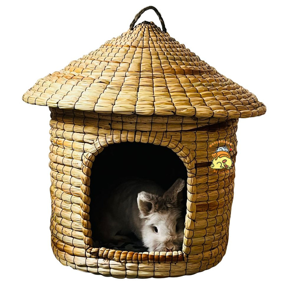 Cobayas – Mascotascol Conejoscol Petshop – Page 4 – MascotasCol ...